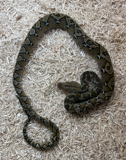 Normal Reticulated Python by Prehistoric Pets