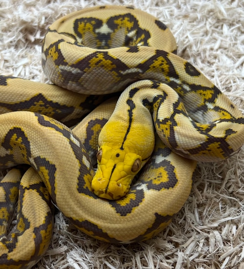 Yellow Headed Indo Caramel Reticulated Python by Prehistoric Pets