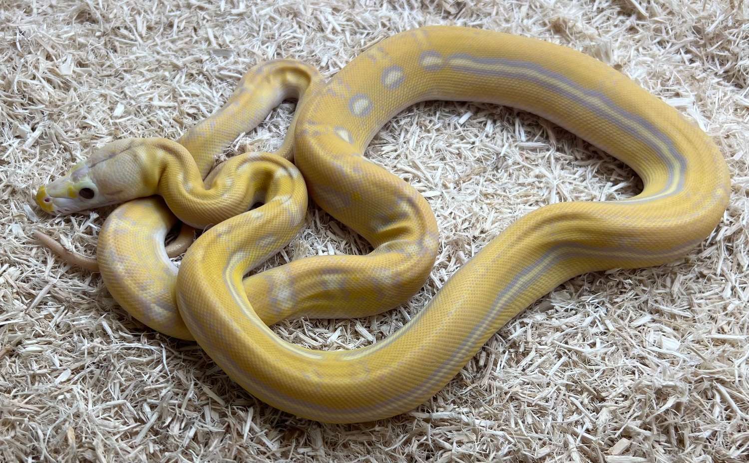 Purple Sunfire Anthrax PHGS Reticulated Python by Prehistoric Pets ...