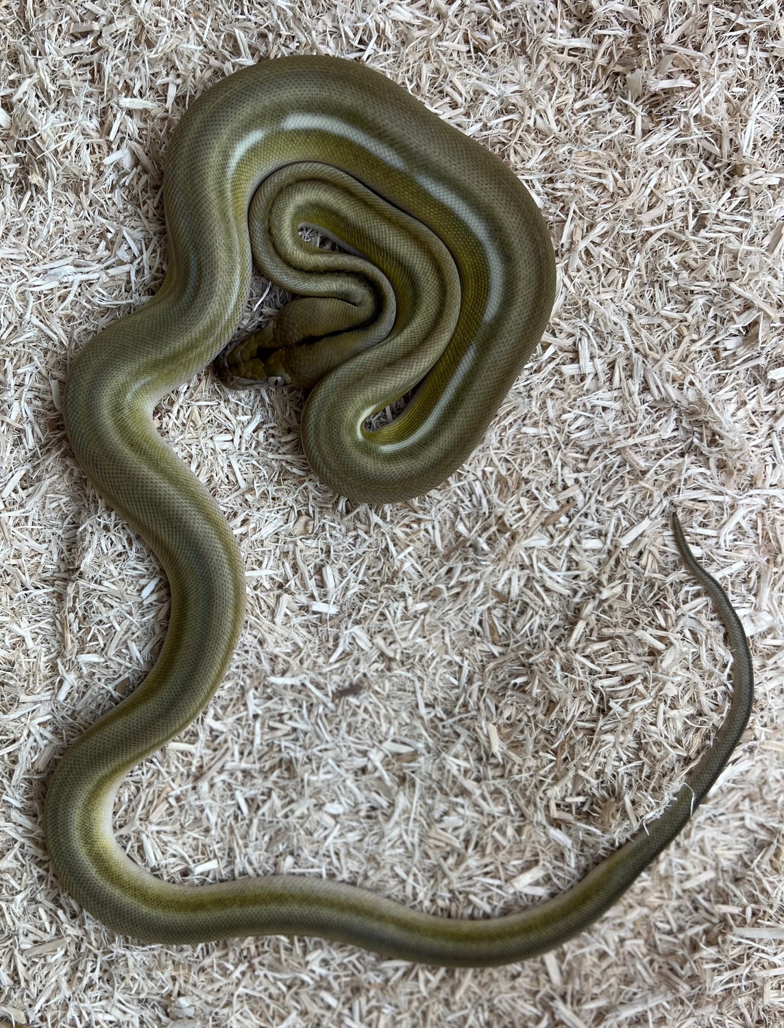 Tiger Titanium PHA Reticulated Python by Prehistoric Pets - MorphMarket