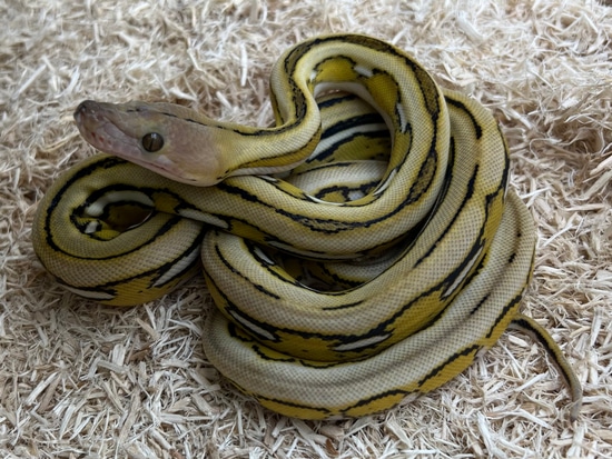 Platinum Tiger Prob Citron Het Pied Reticulated Python by Prehistoric Pets
