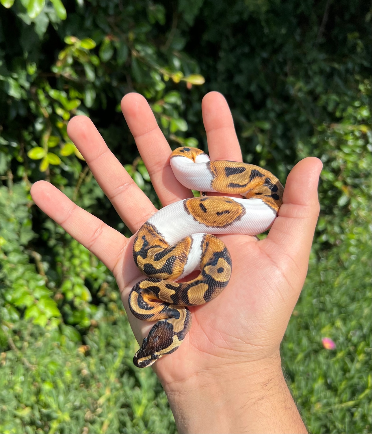 Leopard Pied Ball Python by Prehistoric Pets - MorphMarket