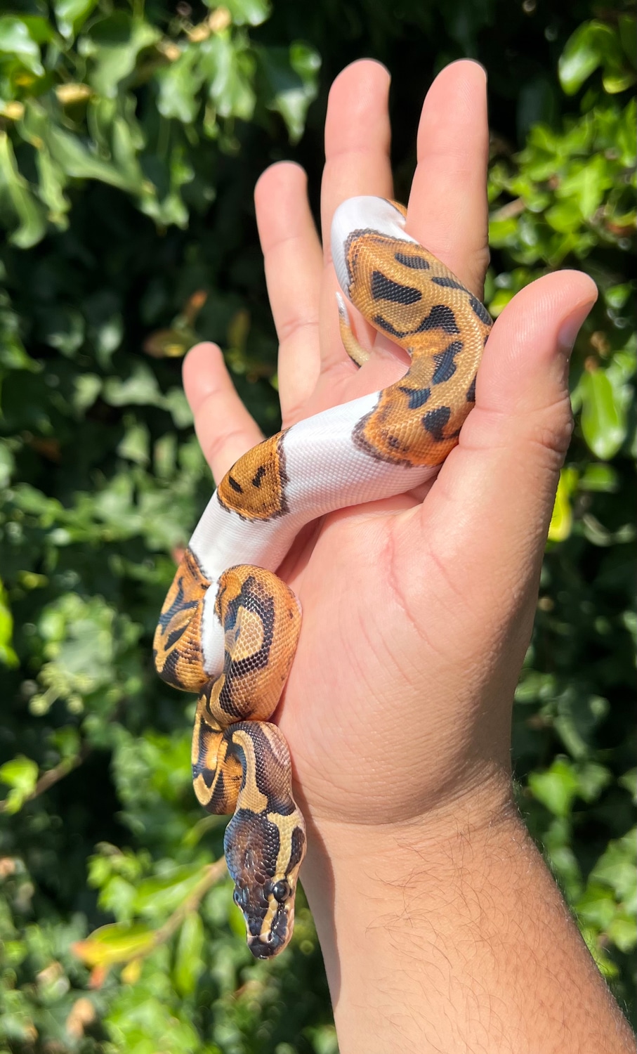 Leopard Pied Ball Python by Prehistoric Pets - MorphMarket