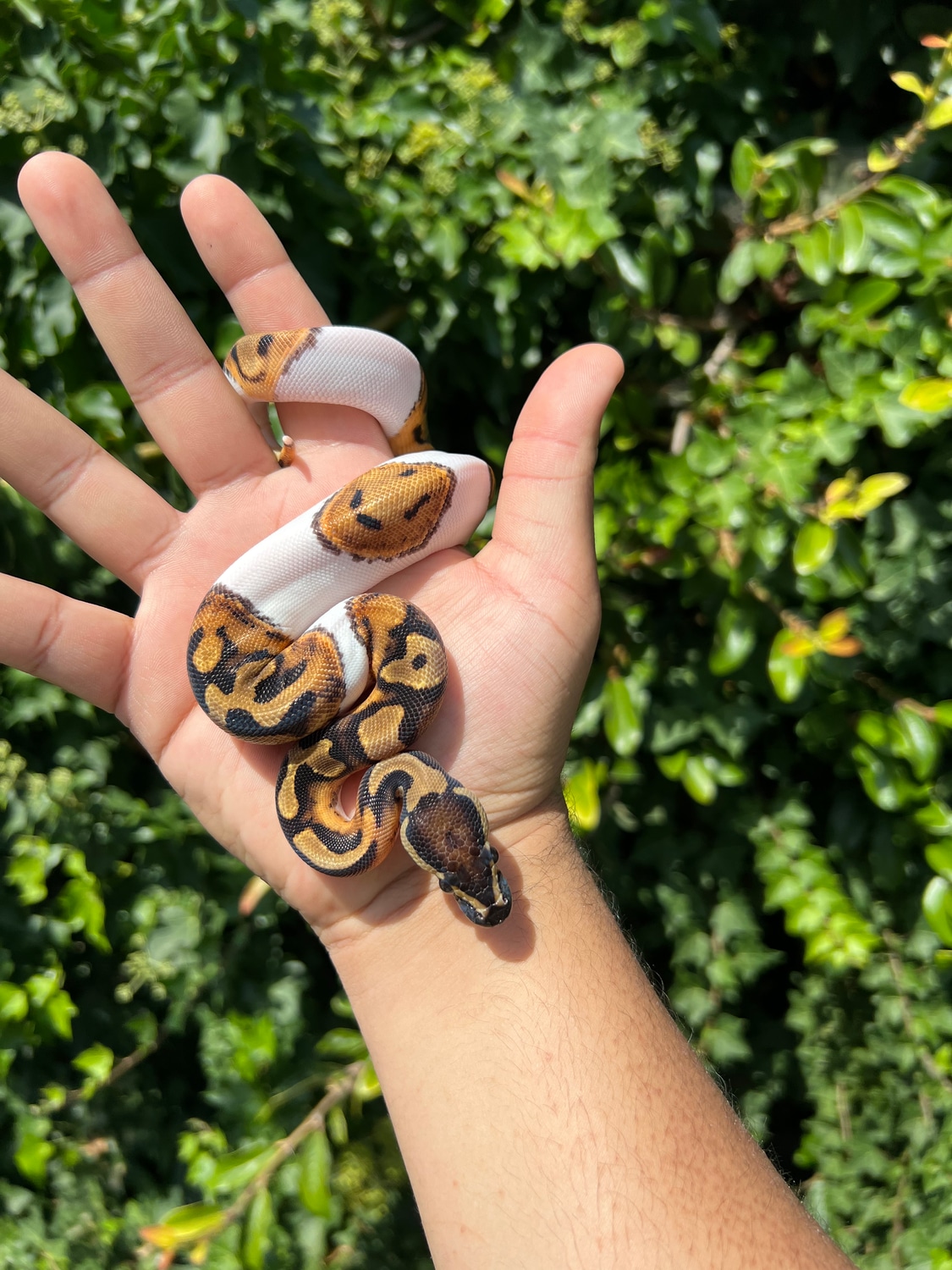 Leopard Pied Ball Python by Prehistoric Pets - MorphMarket