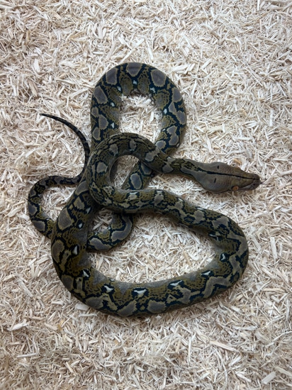 Normal Het Anthrax / Albino Or Mocha Reticulated Python by Prehistoric Pets