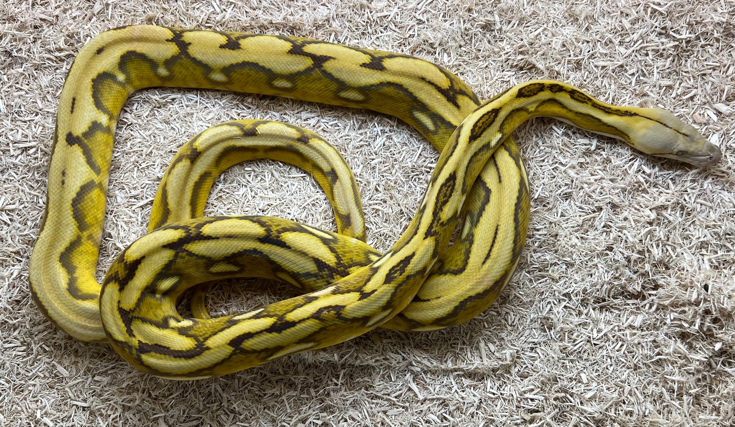 !SALE OF THE WEEK! Mochino Tiger $800 SHIPPED Reticulated Python by ...