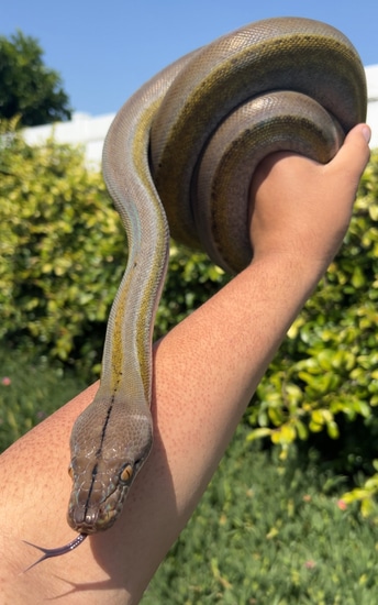 ! SUPER SALE! $500 SHIPPED Platinum Titanium Reticulated Python by ...