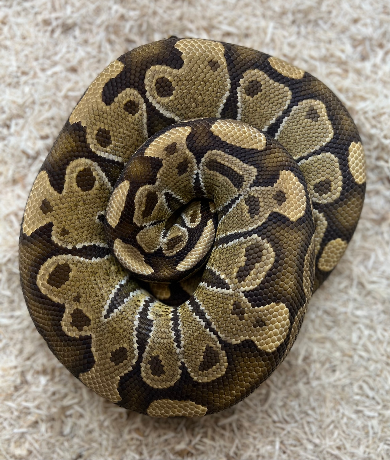 Trojan Ball Python by Prehistoric Pets - MorphMarket