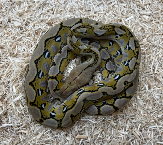 Platinum Reticulated Python by Prehistoric Pets