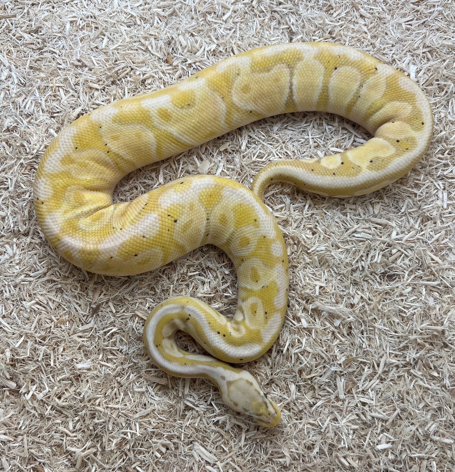 Banana Pastel Enchi Ball Python by Prehistoric Pets - MorphMarket