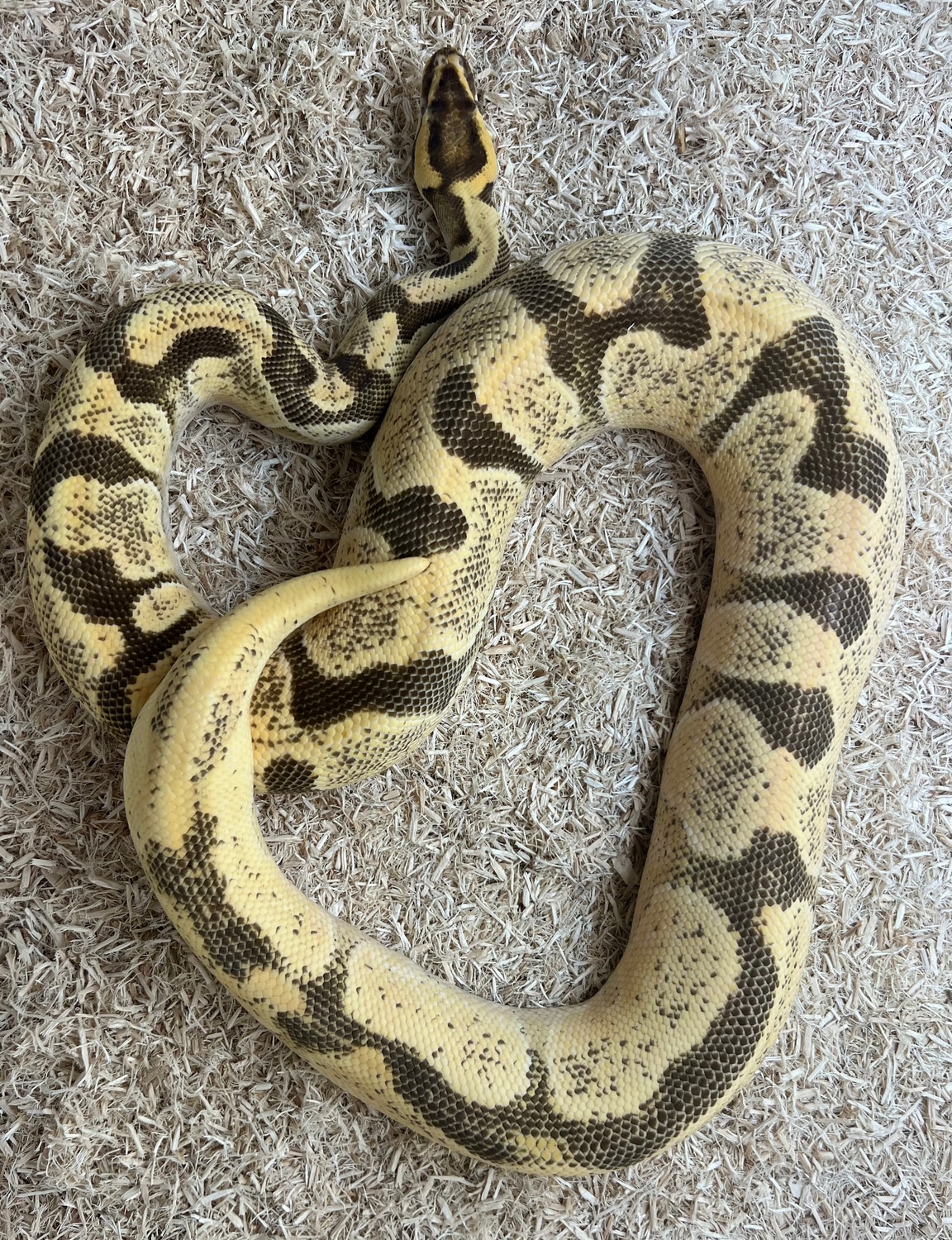 Orange Dream Yellowbelly Fire Enchi Ball Python by Prehistoric Pets ...