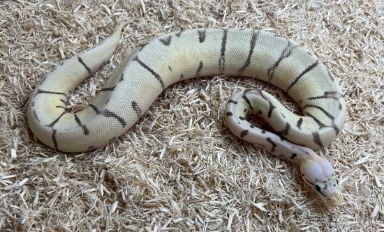 Killer Bee Enchi Ball Python by Prehistoric Pets