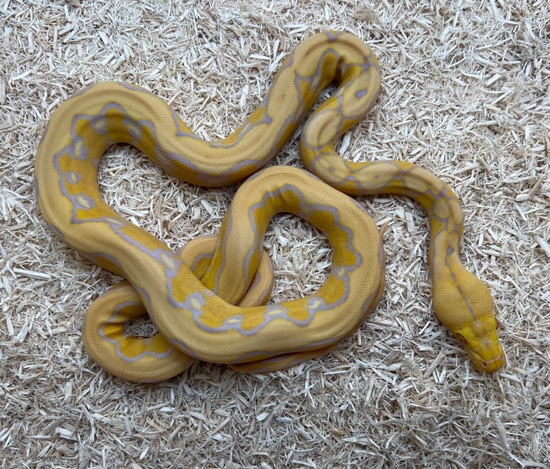 Lavender Sunfire Platinum Reticulated Python by Prehistoric Pets