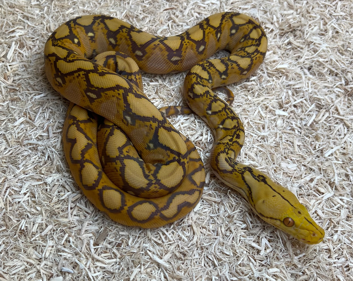 Mochino Sunfire Reticulated Python by Prehistoric Pets - MorphMarket