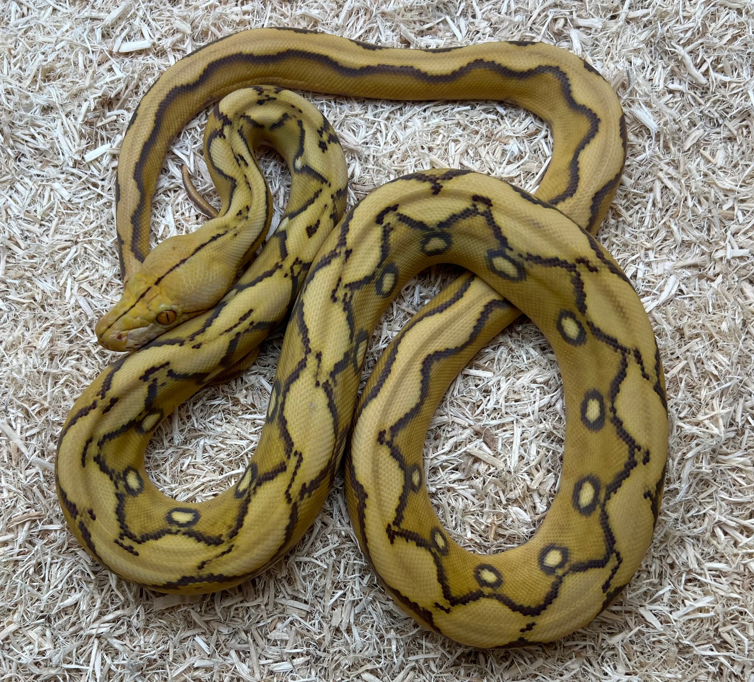 Mochino Sunfire Reticulated Python by Prehistoric Pets - MorphMarket