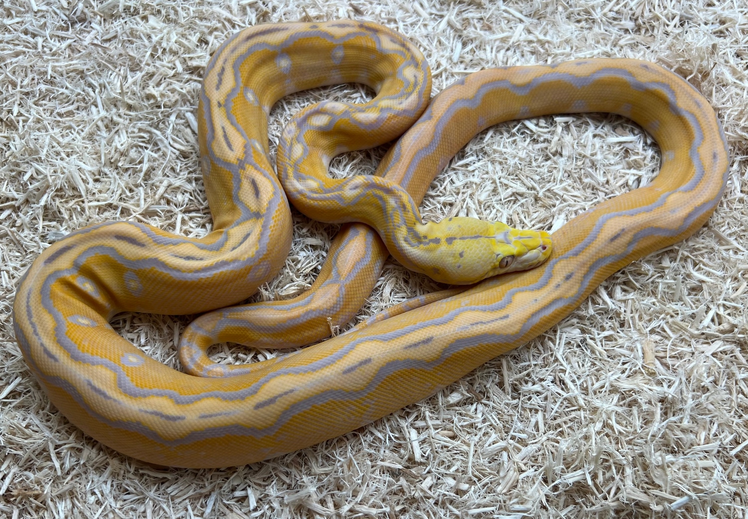 Lavender Sunfire Motley Reticulated Python by Prehistoric Pets ...