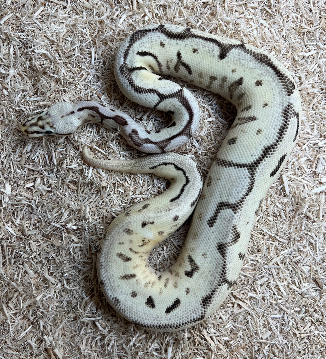 Pastel Spider Spotnose Pos Fire Pos Leopard Ball Python by Prehistoric ...