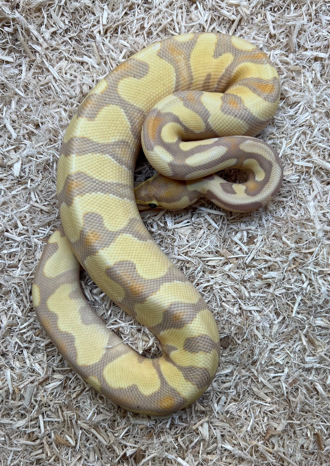 Banana Enchi Ball Python by Prehistoric Pets - MorphMarket