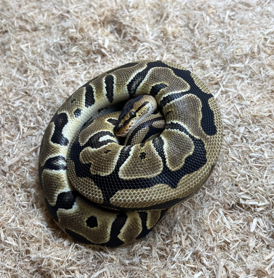 Cryptic Ball Python by Prehistoric Pets