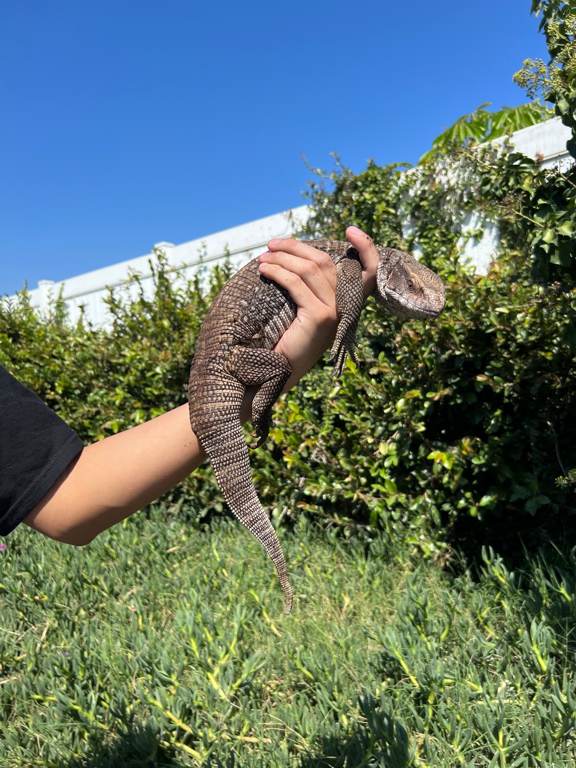Kinked Adult Savannah Monitor by Prehistoric Pets - MorphMarket
