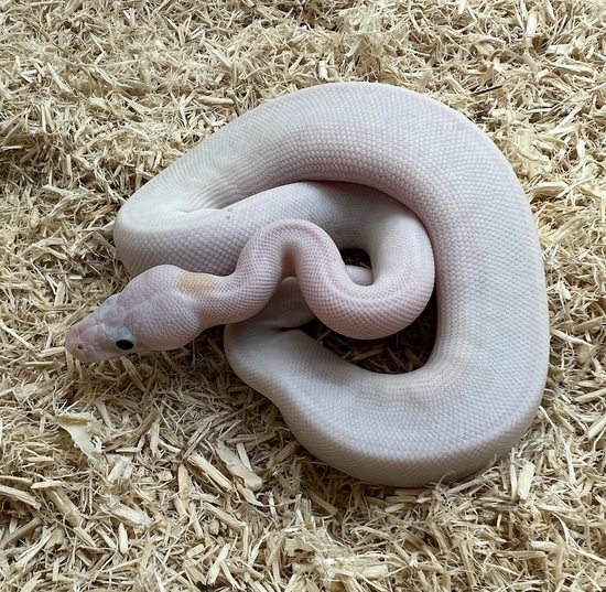 Female Super Fire Ball Python by Prehistoric Pets