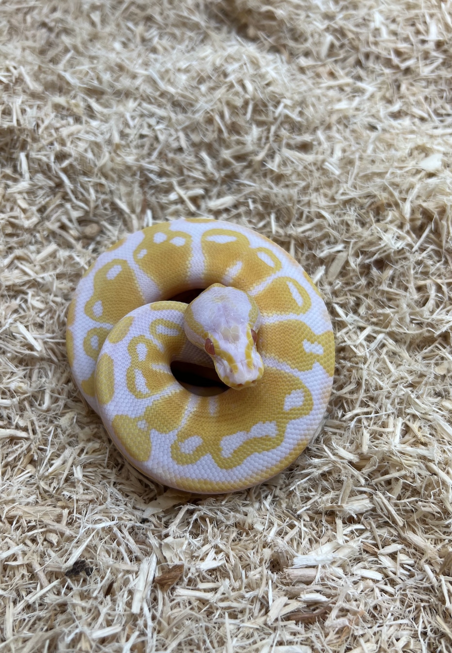 Male Albino Ball Python by Prehistoric Pets - MorphMarket