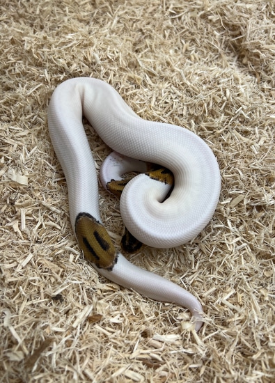 Male High White Pied Ball Python by Prehistoric Pets