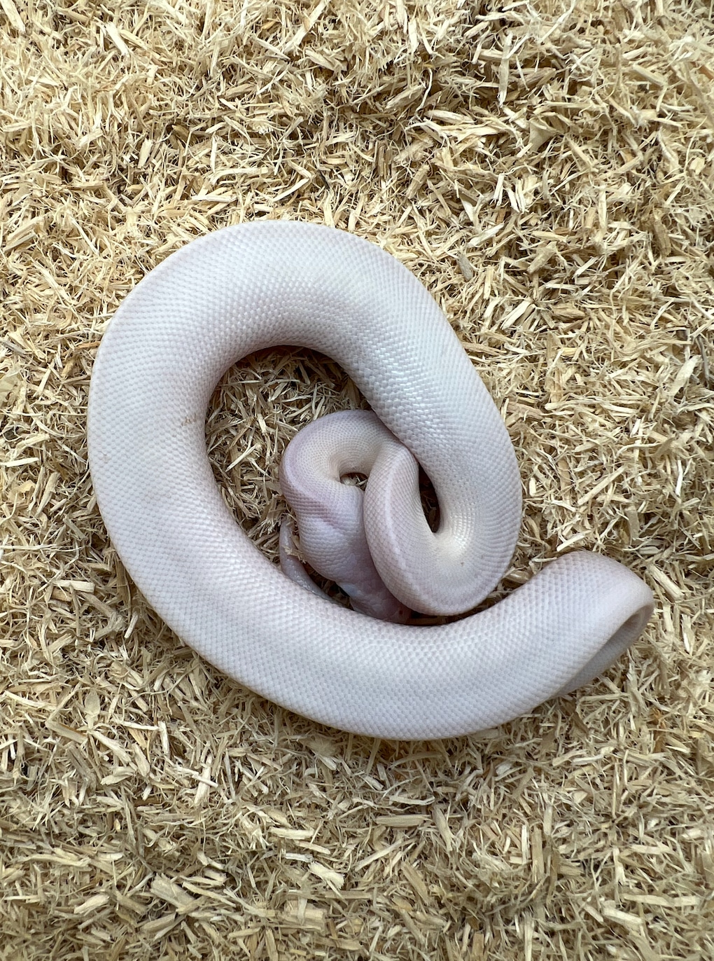 Male Super Fire Ball Python by Prehistoric Pets - MorphMarket