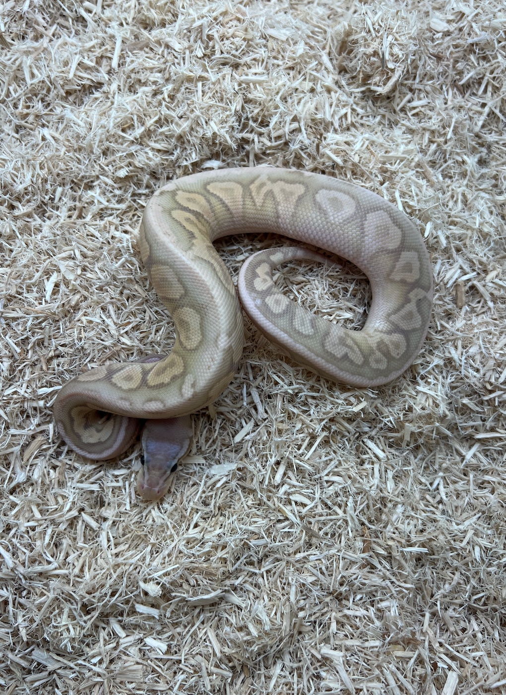 Male Pewter Banana Ball Python by Prehistoric Pets - MorphMarket