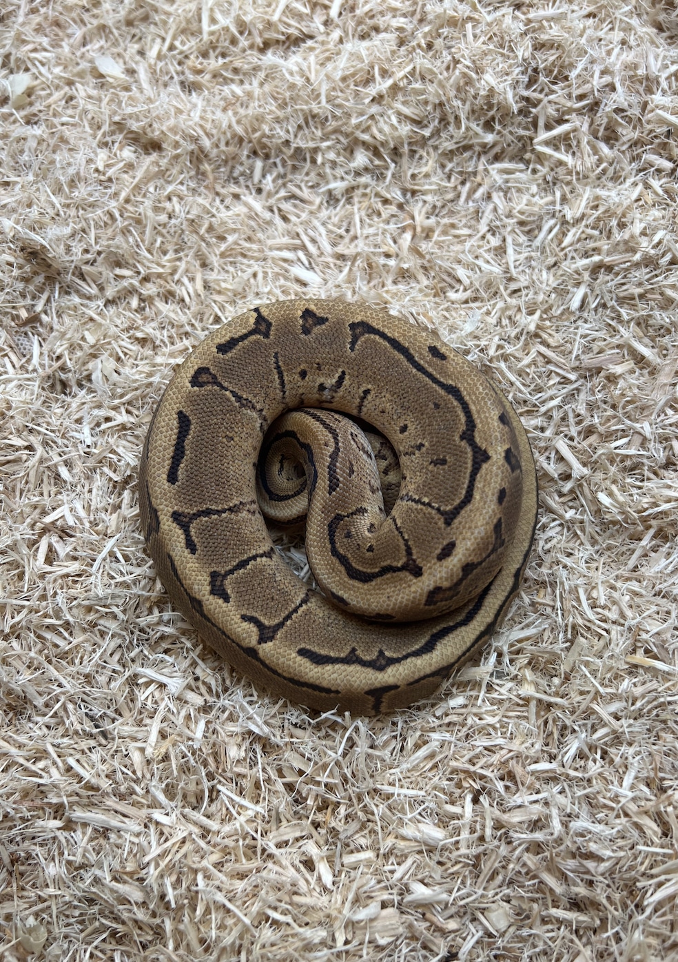 Pinstripe Ball Python by Prehistoric Pets - MorphMarket