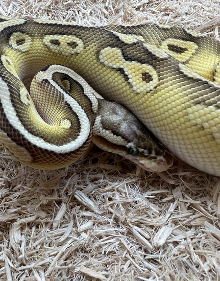 Male Pastel Lesser Bongo Ball Python by Prehistoric Pets