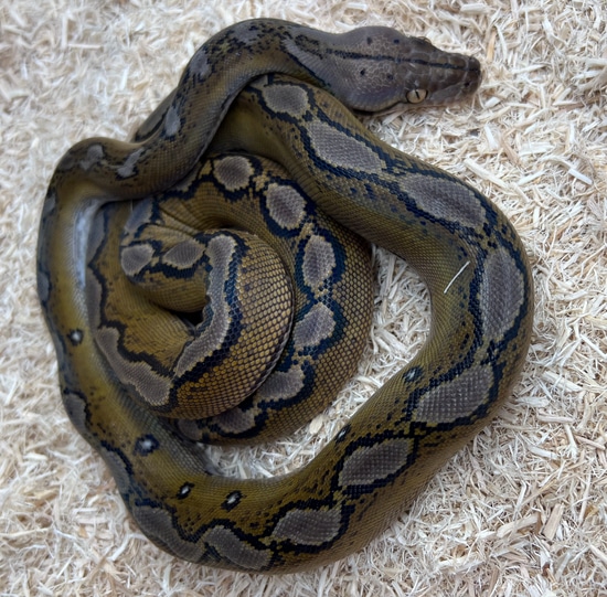 Sun Motley Pos Het Orange Ghost Stripe Het Albino Reticulated Python by ...