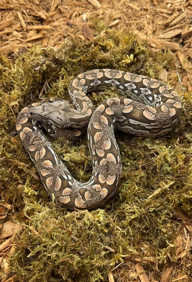 Dumeril's Boas by Prehistoric Pets