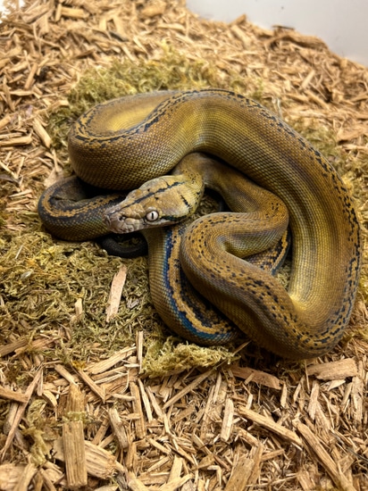 Sunfire Goldenchild Het Albino Reticulated Python by Prehistoric Pets
