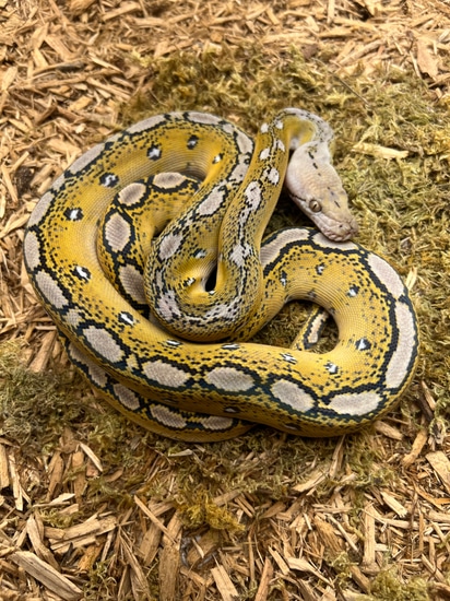 Platinum Motley Het Albino Het OGS Reticulated Python by Prehistoric Pets