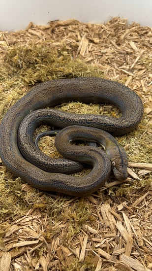 Goldenchild Reticulated Python by Prehistoric Pets