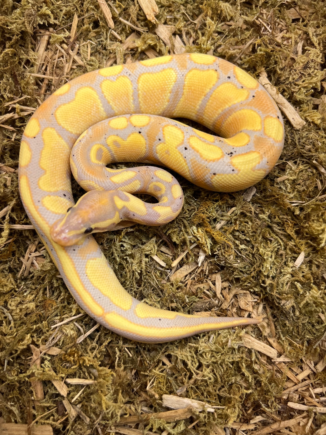 Banana Orange Dream Ball Python by Prehistoric Pets - MorphMarket