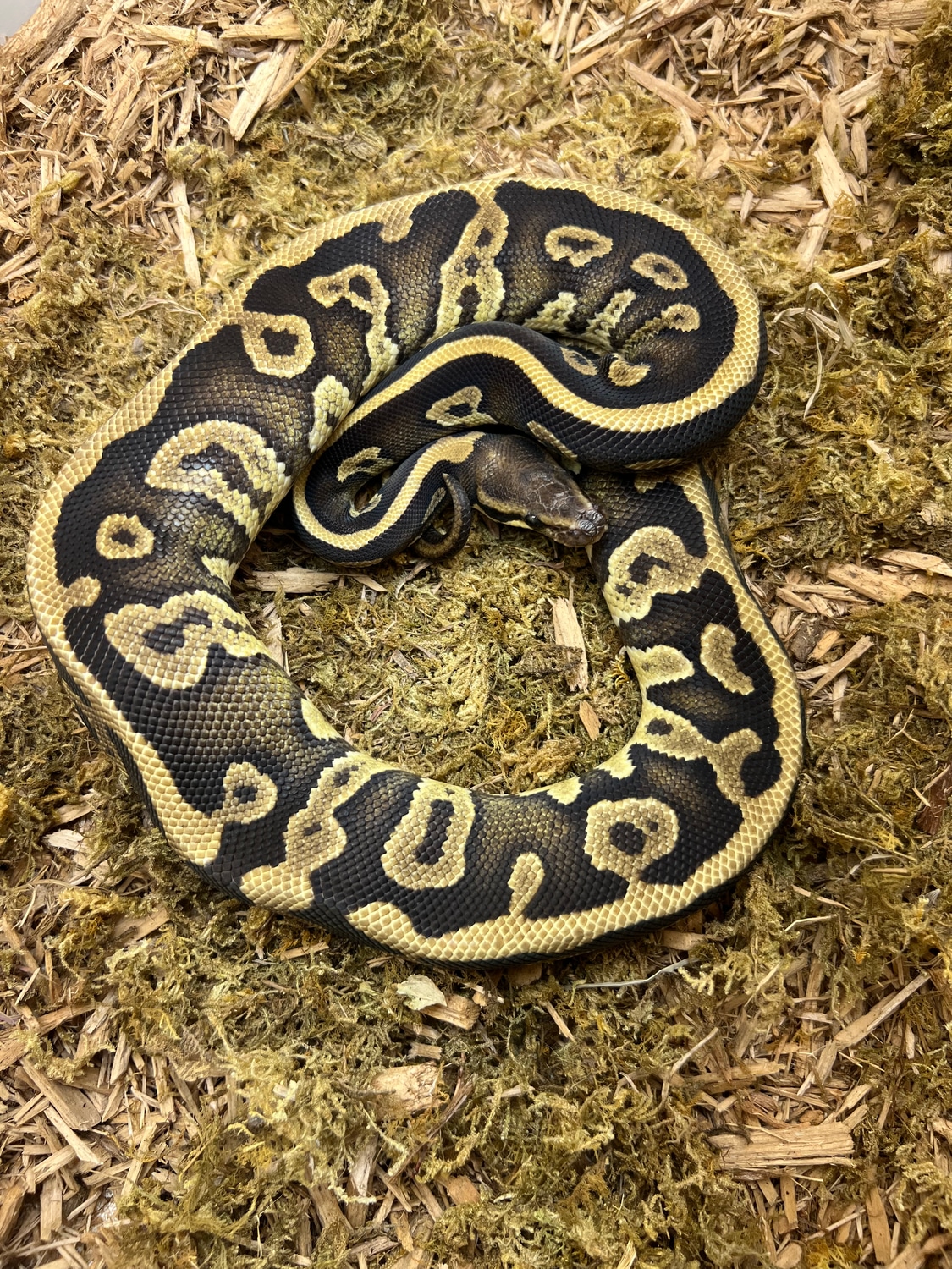 Confusion Mojave Ball Python by Prehistoric Pets - MorphMarket