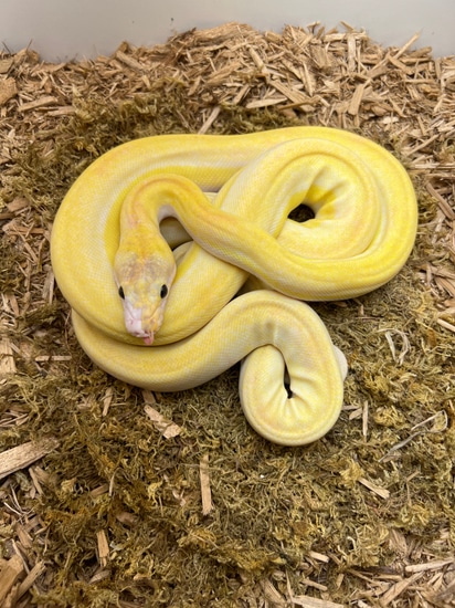 Ultra Citron Reticulated Python by Prehistoric Pets