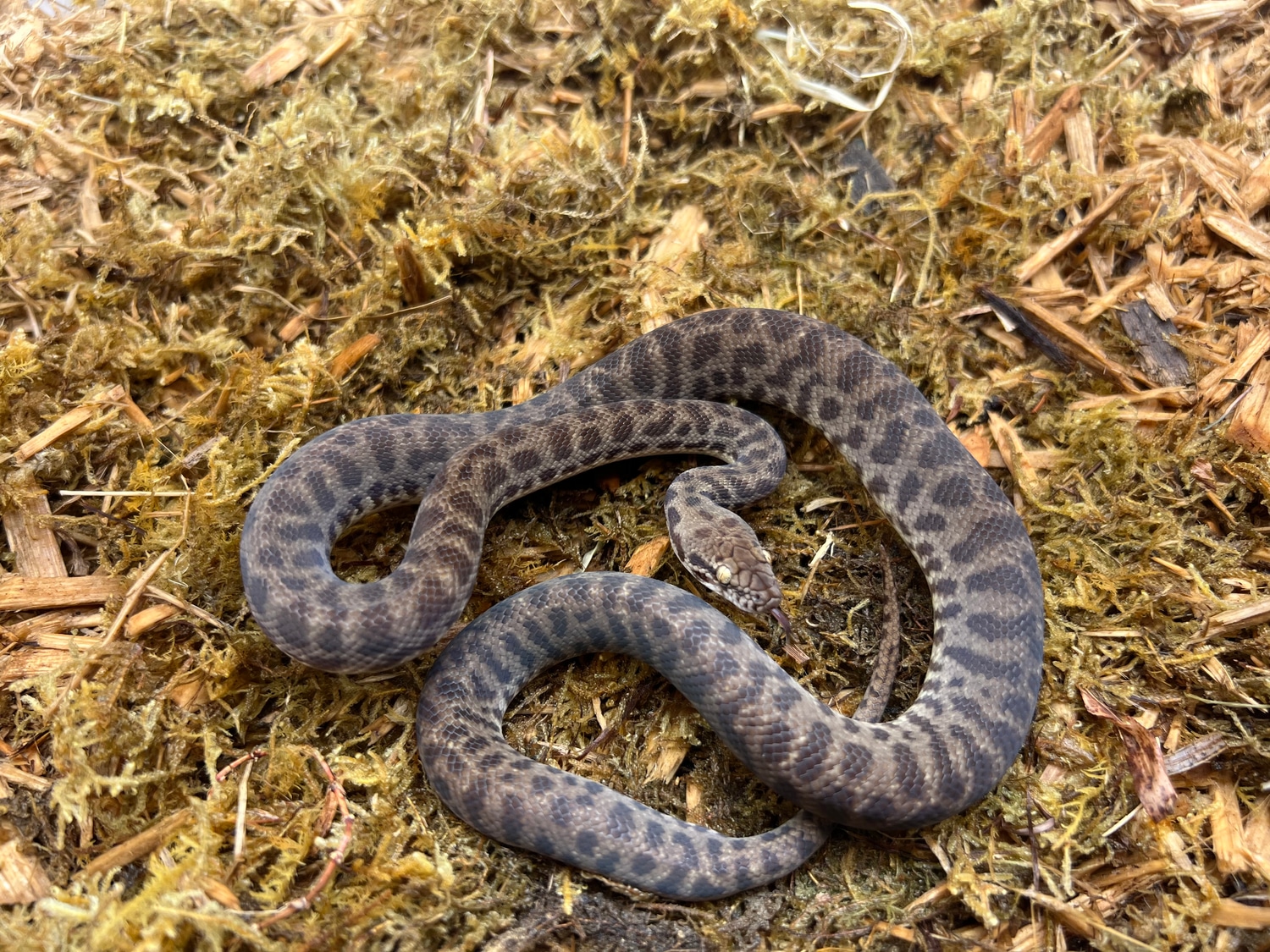 Children's Python by Prehistoric Pets - MorphMarket