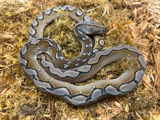 Motley Het Pied Reticulated Python by Prehistoric Pets