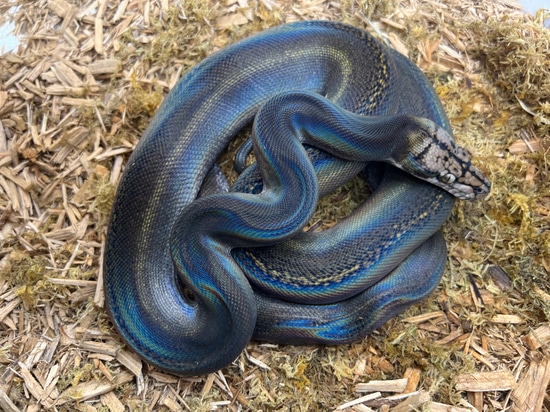 Motley Goldenchild Reticulated Python by Prehistoric Pets