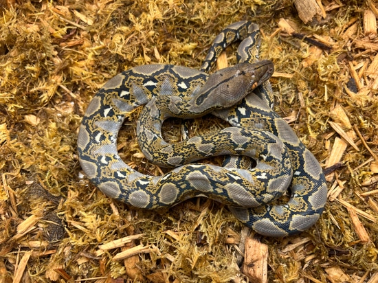 Normal Reticulated Python by Prehistoric Pets