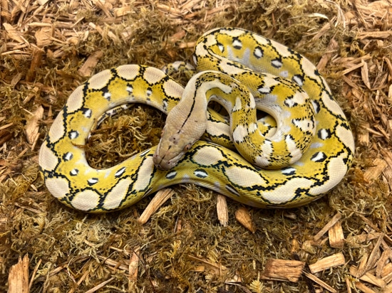 High Contrast Platinum Reticulated Python by Prehistoric Pets