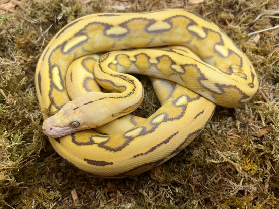 Mochino Suntiger Reticulated Python by Prehistoric Pets