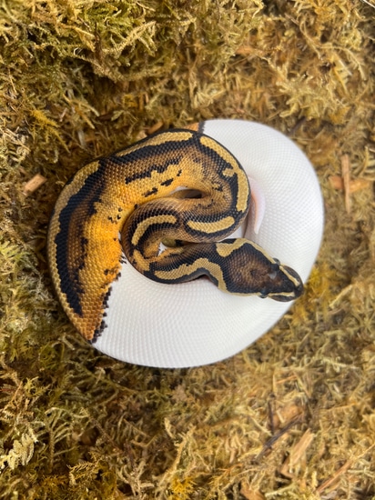 50/50 Pied Ball Python by Prehistoric Pets