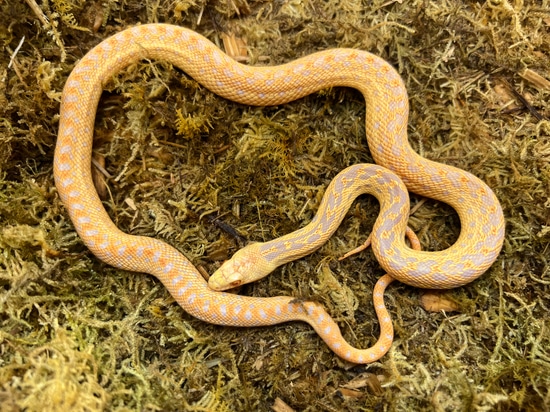 Albino Gopher Gopher Snake by Prehistoric Pets