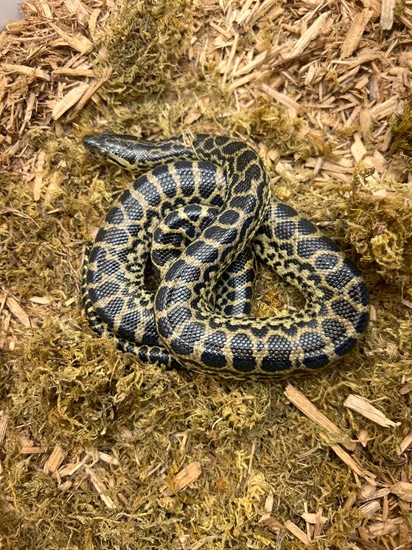 Yellow Anaconda by Prehistoric Pets