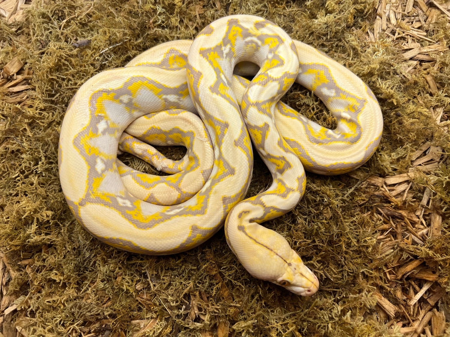 Purple Albino Reticulated Python by Prehistoric Pets - MorphMarket