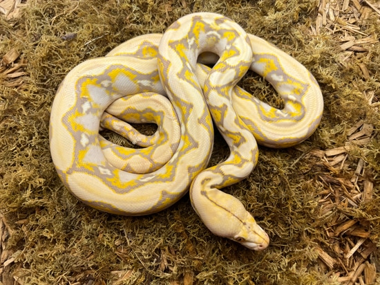 Purple Albino Reticulated Python by Prehistoric Pets